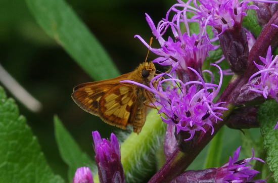Yellowpatch Skipper